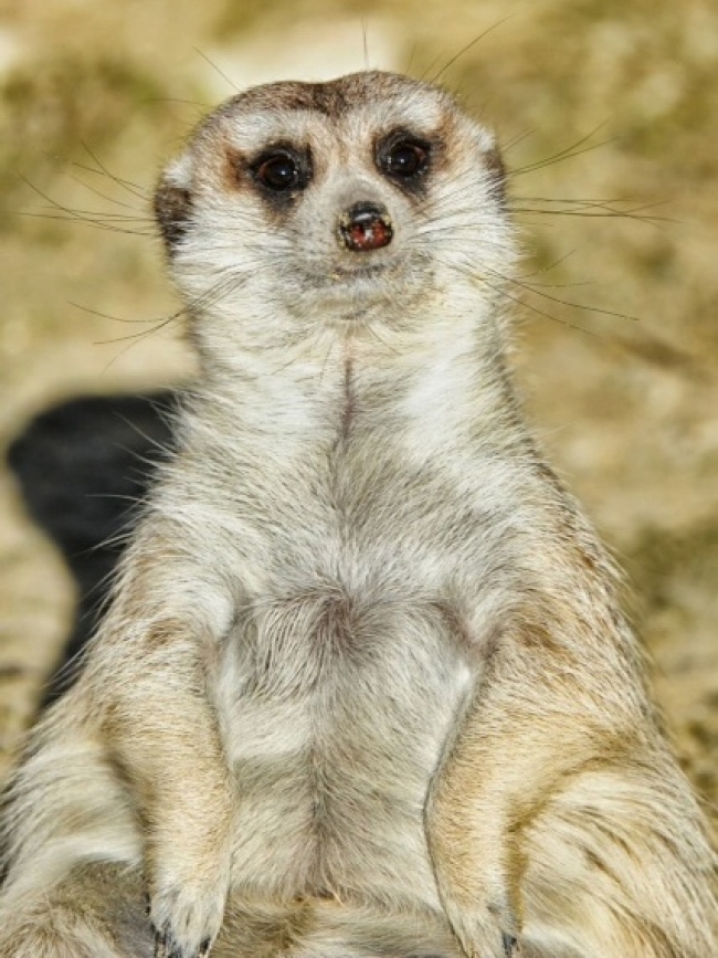 Liberati tre suricati - QFiumicino.com