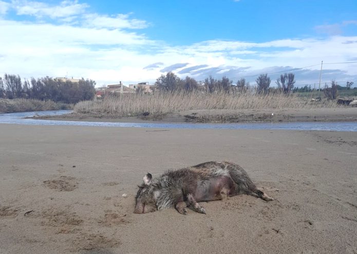 Passoscuro, trovato cinghiale morto sulla spiaggia - QFiumicino.com Passoscuro, trovato cinghiale morto sulla spiaggia - QFiumicino.com